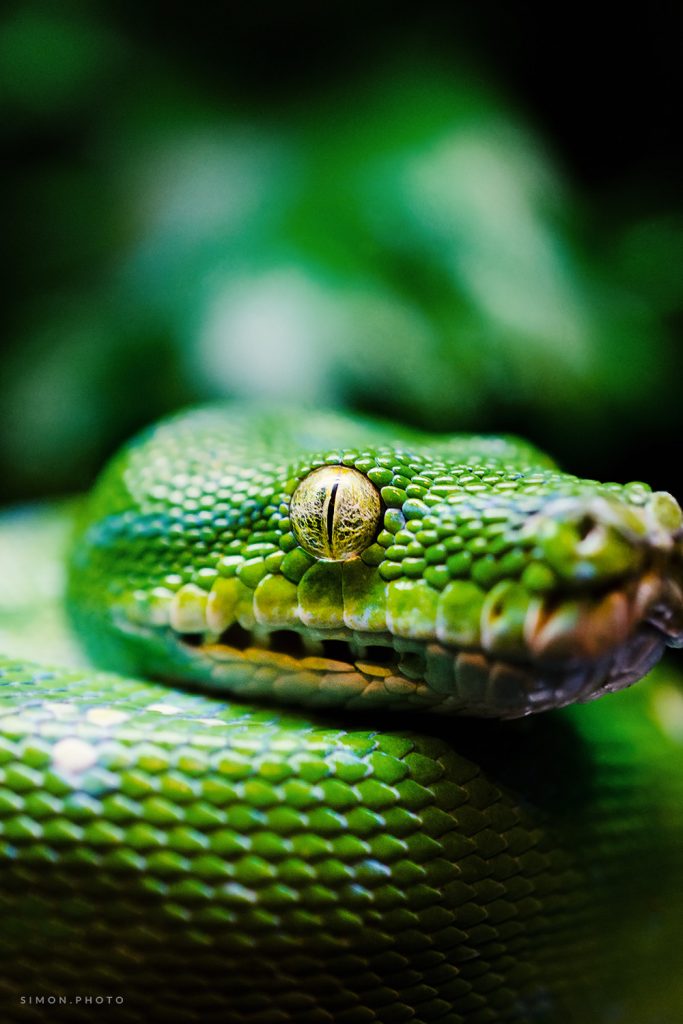 Serpent • simon.photo